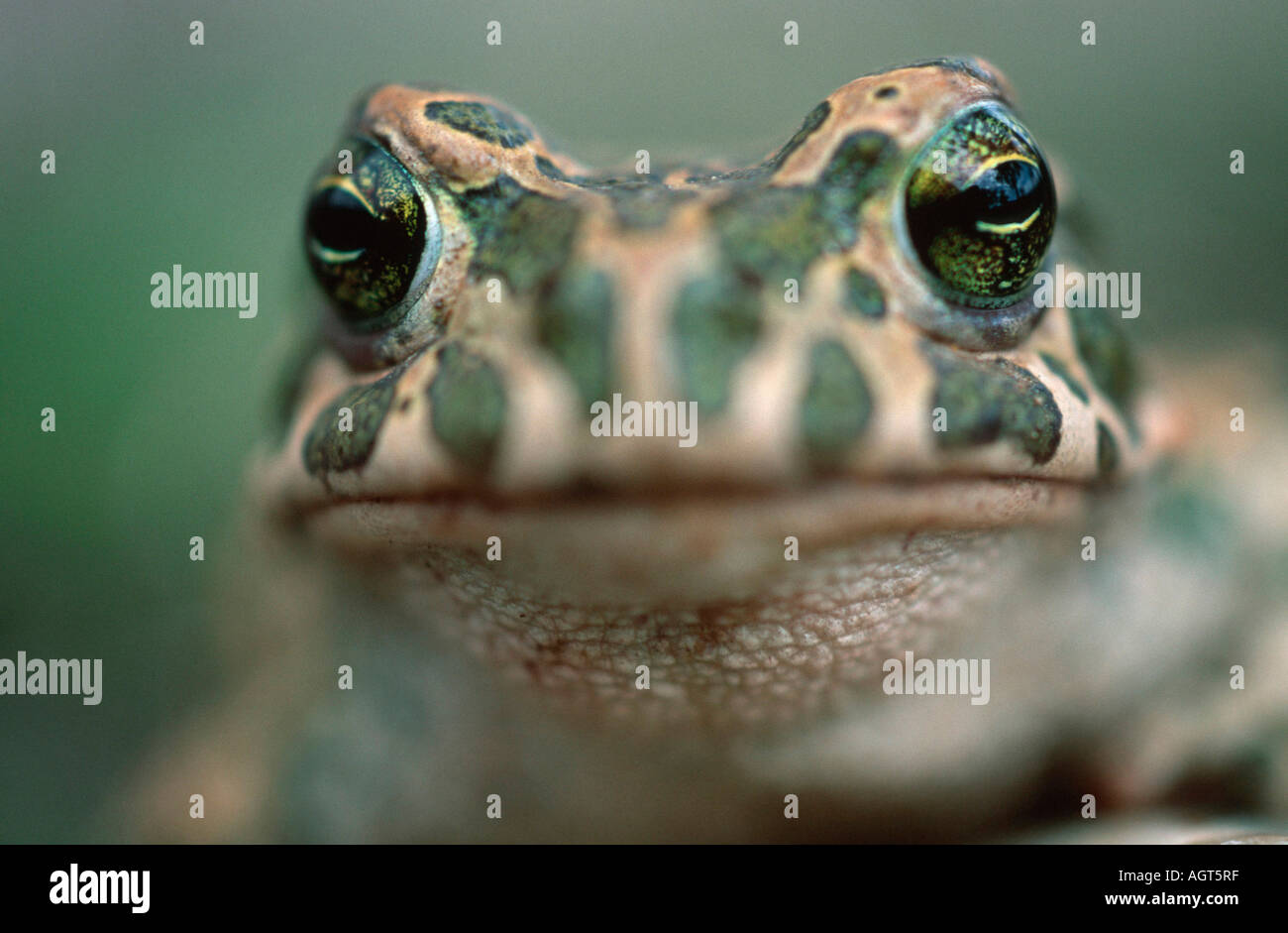 Toads of austria hi-res stock photography and images - Alamy