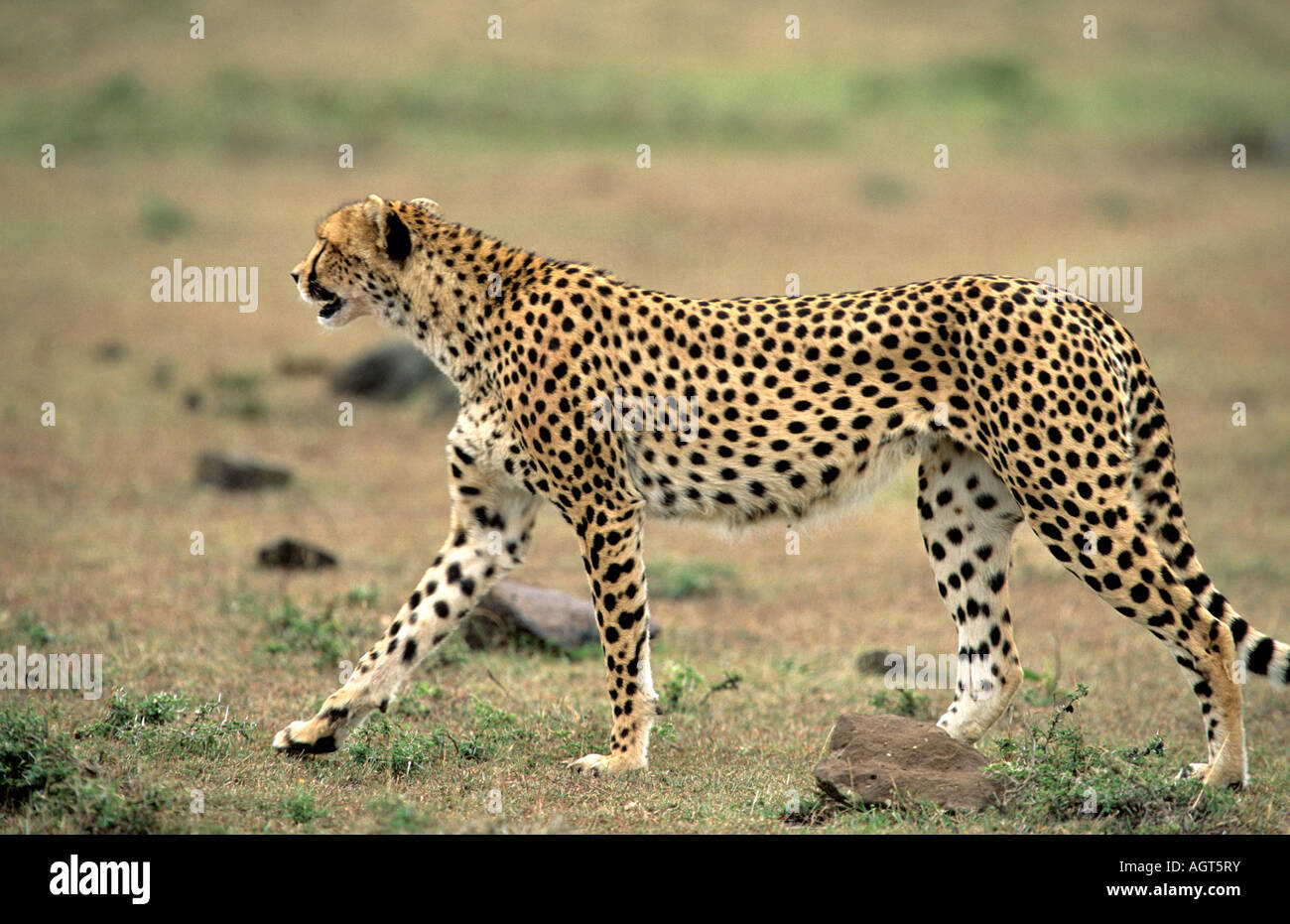 move moving singular walking walk cheetah africa savannah animal ...