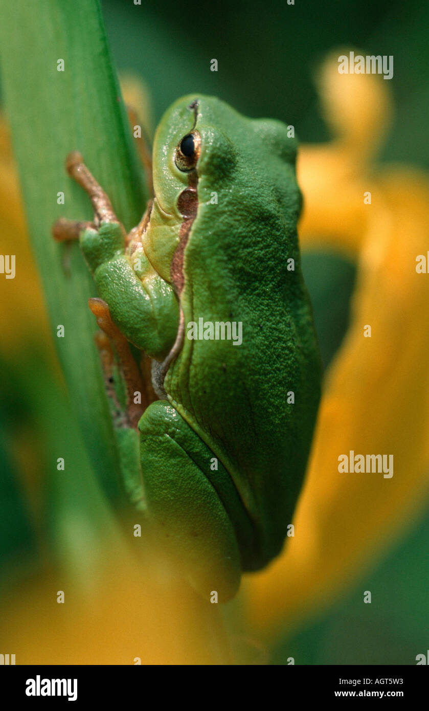 Single common tree frog hi-res stock photography and images - Alamy