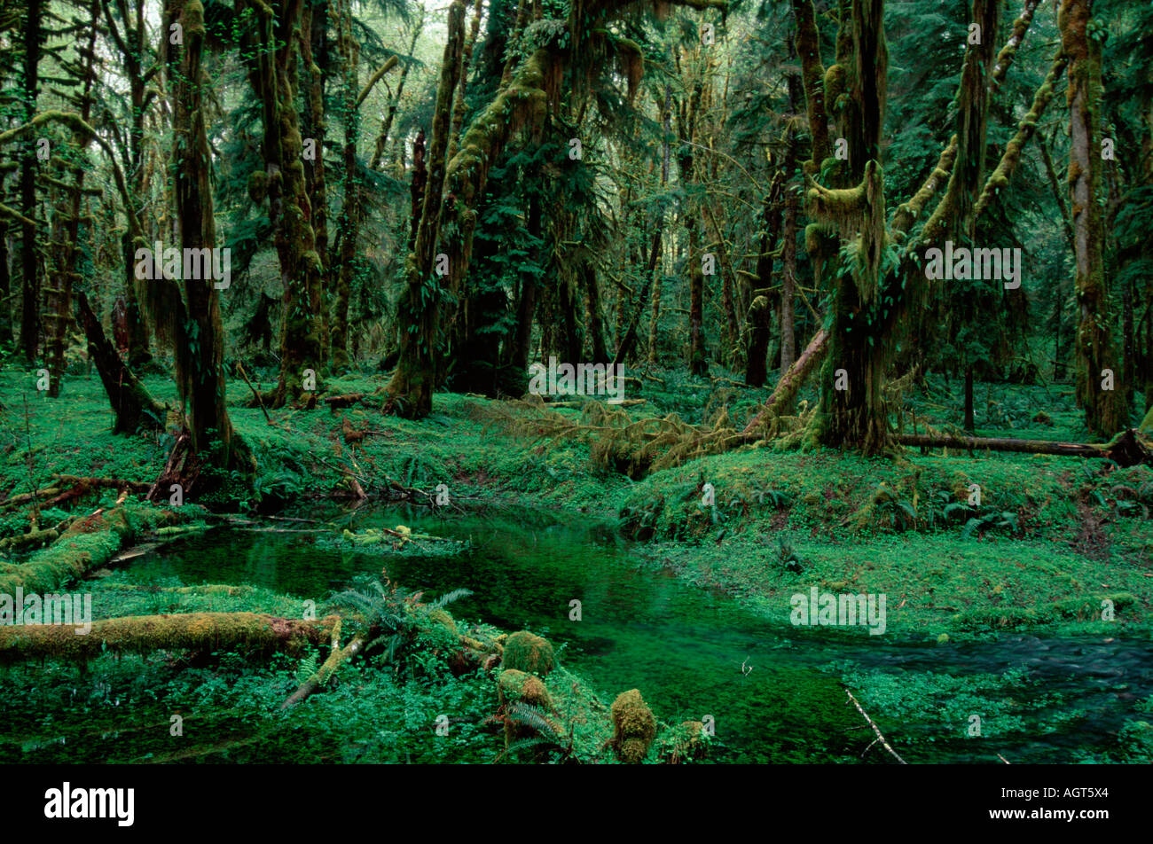 Temporate Rain Forest Stock Photo - Alamy