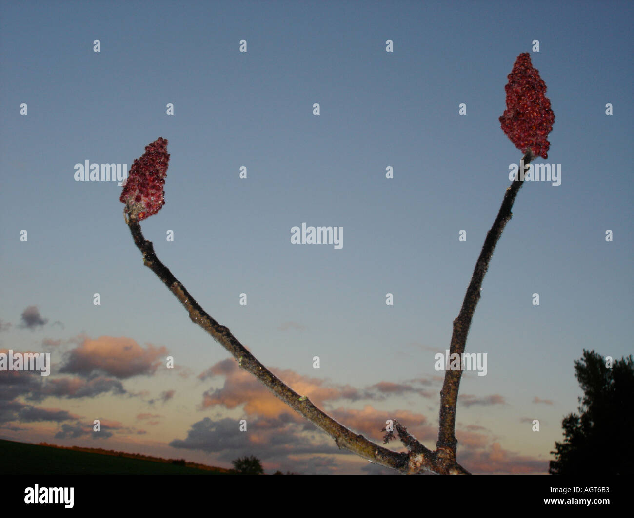 Sumac clusters hi-res stock photography and images - Alamy