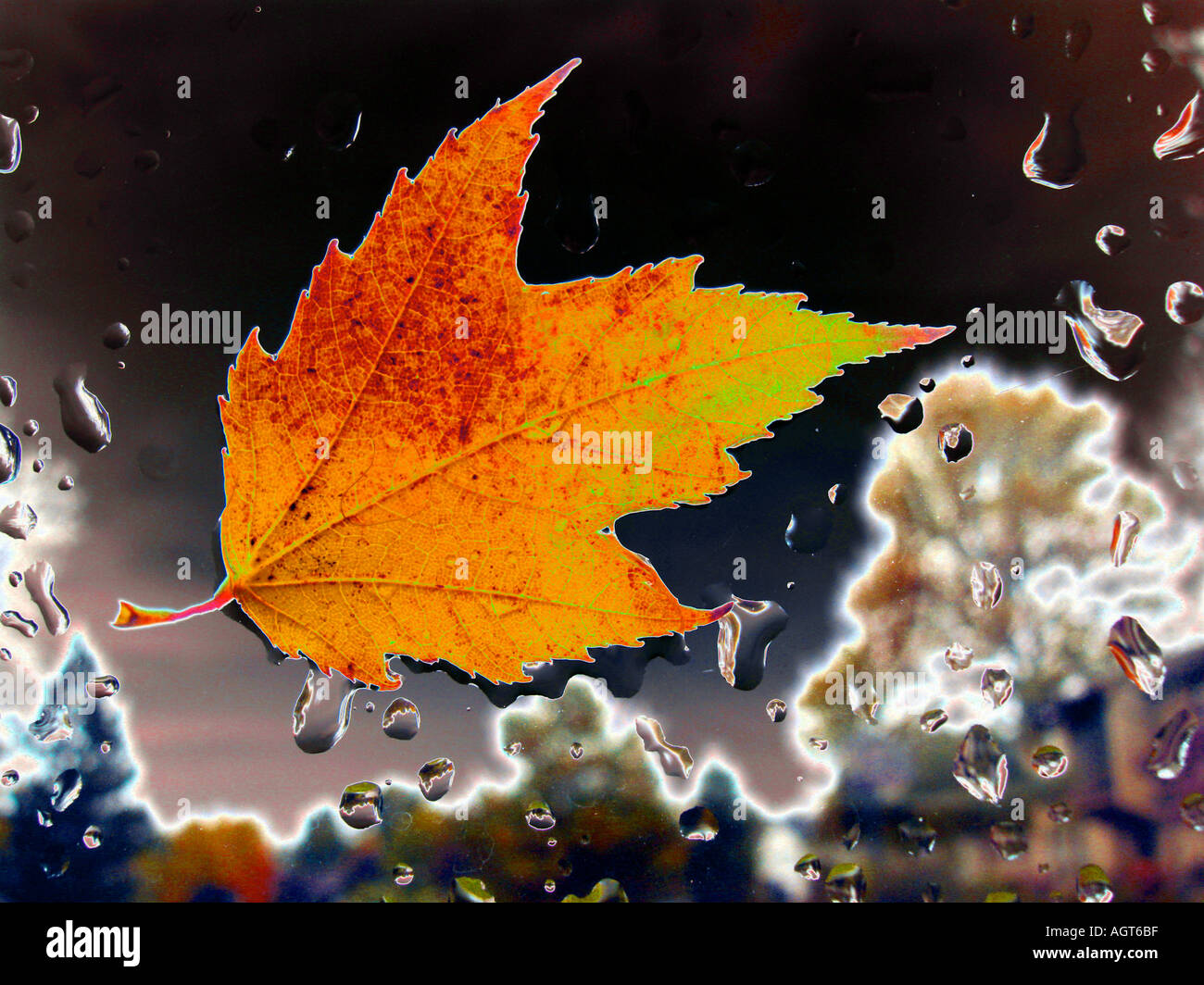 Tree feaf hi-res stock photography and images - Alamy