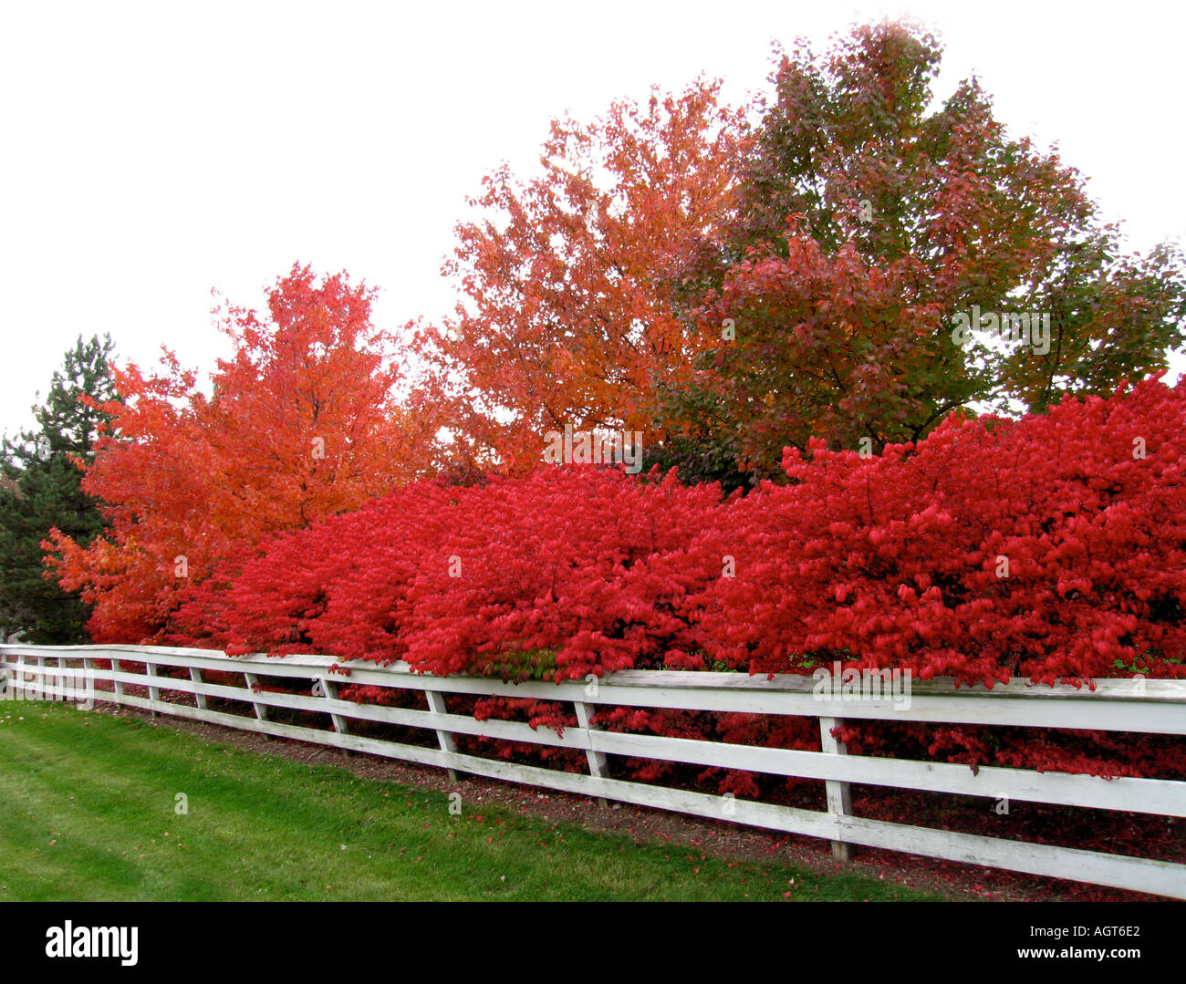 Burnig bush hedge Stock Photo - Alamy