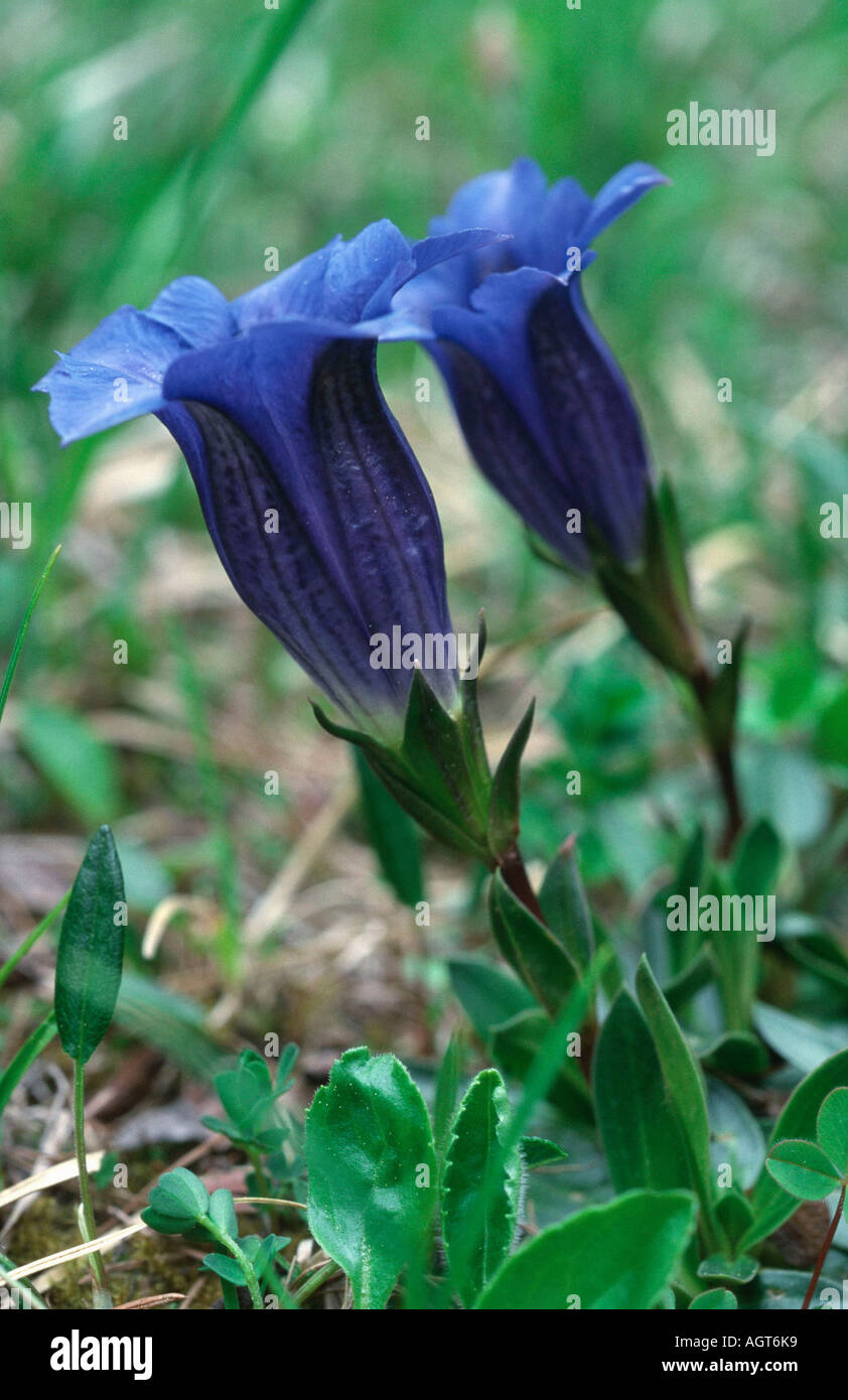 Clusiuss hi-res stock photography and images - Alamy