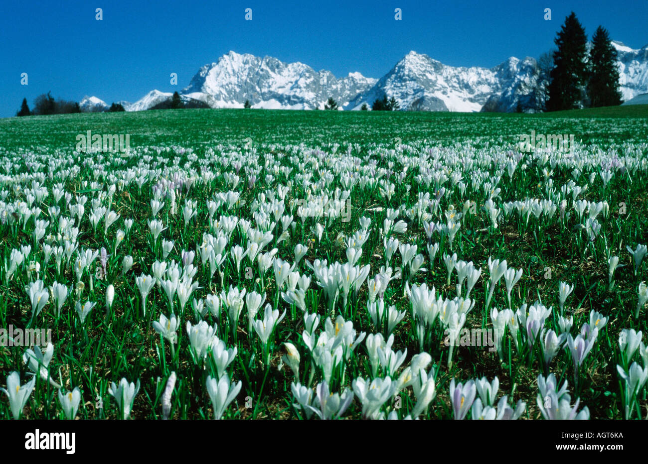 Meadow crocus flowers mountains hi-res stock photography and images - Alamy