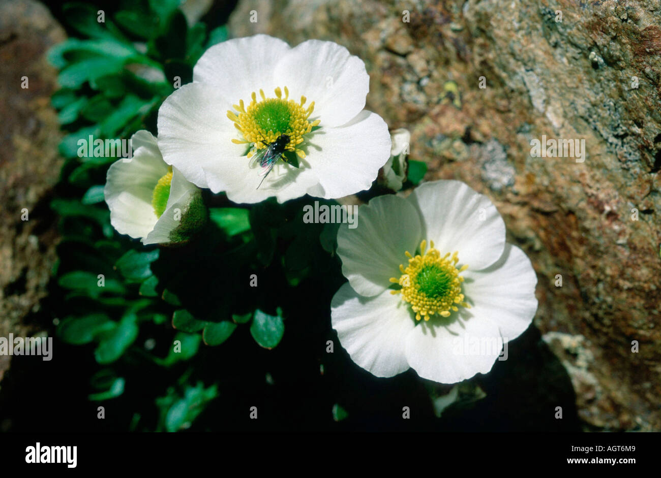 The glacier buttercup ranunculus glacialis hi-res stock photography and ...