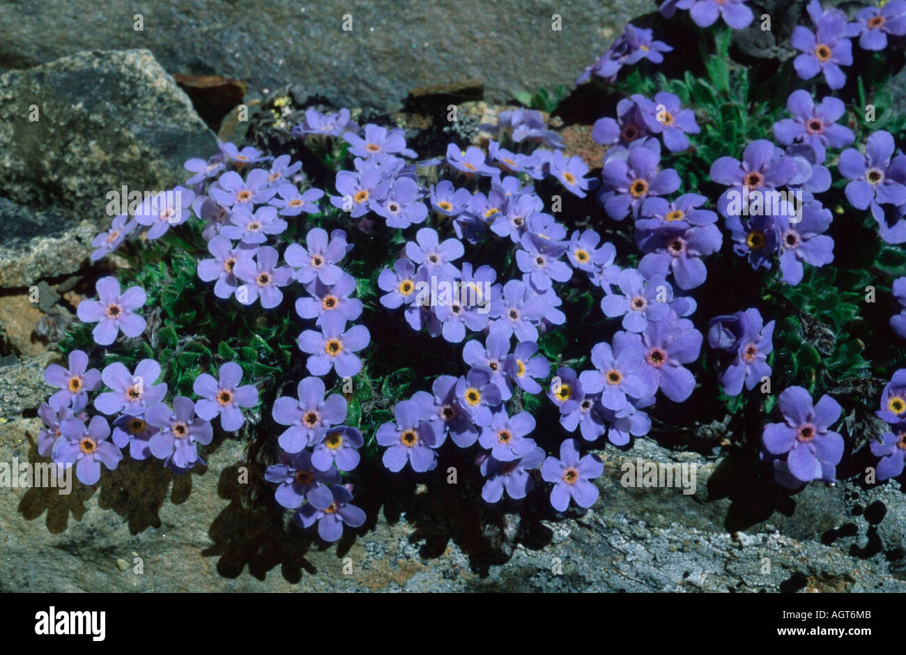 Alpine forget me not hi-res stock photography and images - Alamy