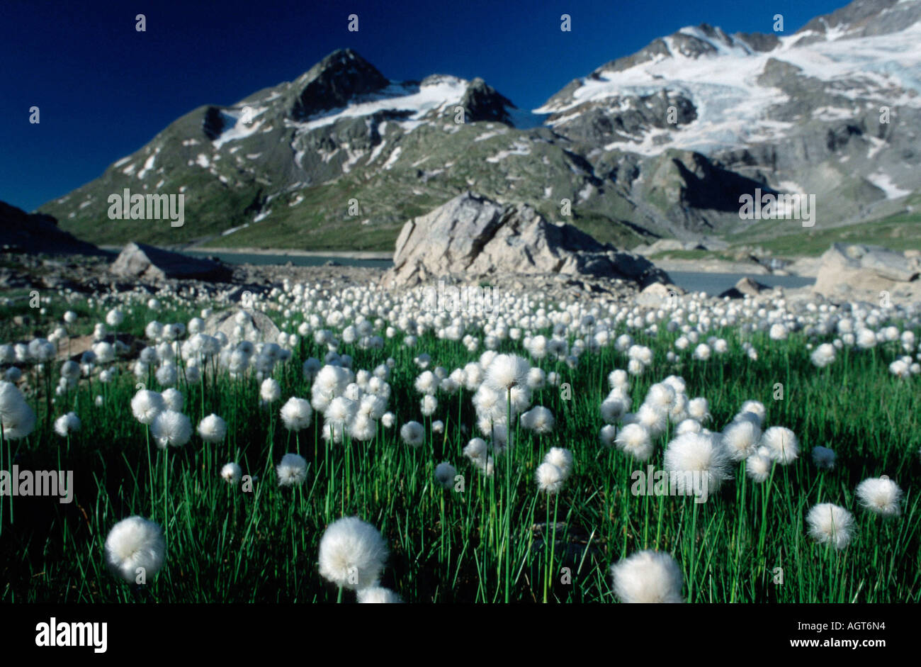 Common Cotton Grass Stock Photo - Alamy