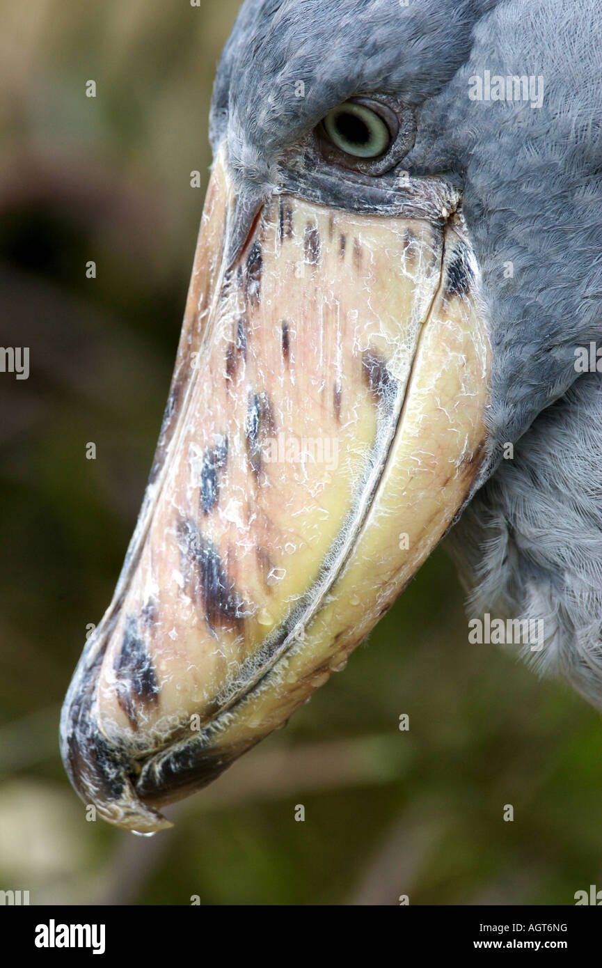 Shoebills hi-res stock photography and images - Alamy