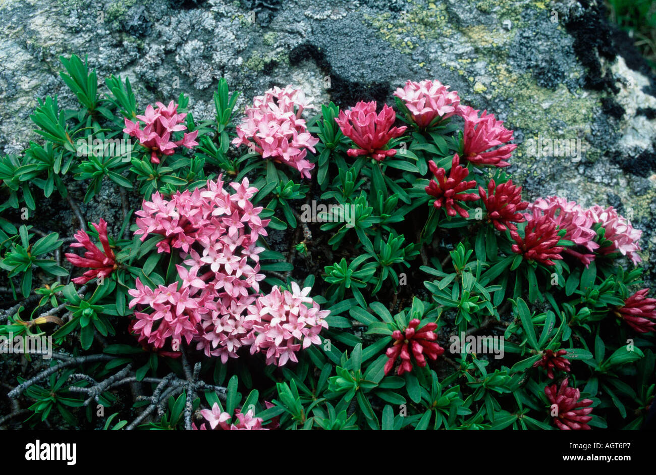Alpine daphne hi-res stock photography and images - Alamy