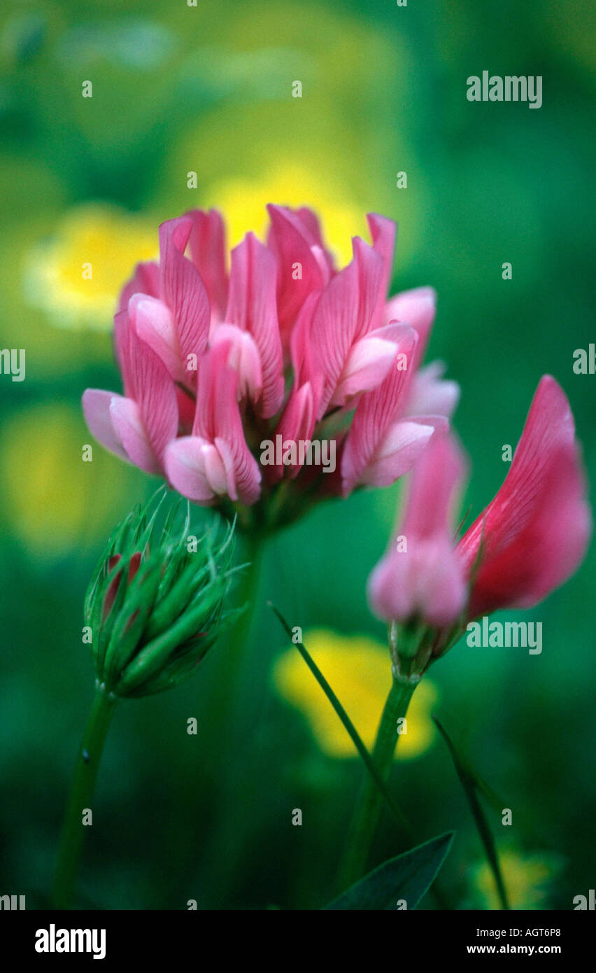 Upright clover hi-res stock photography and images - Alamy