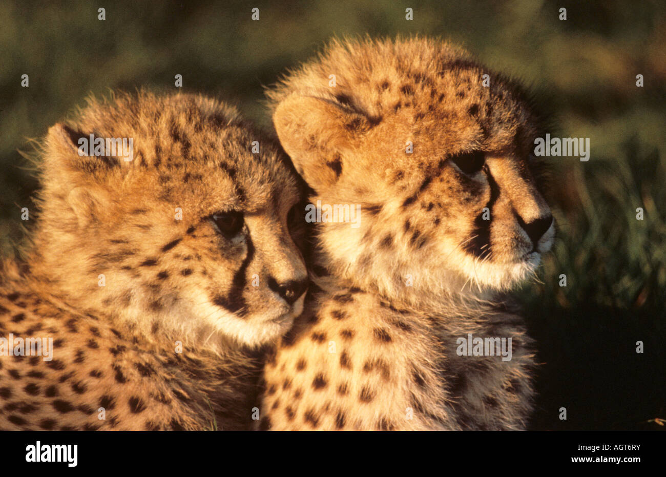 young pup pups two cheetah cheetahs africa savannah animal animals ...