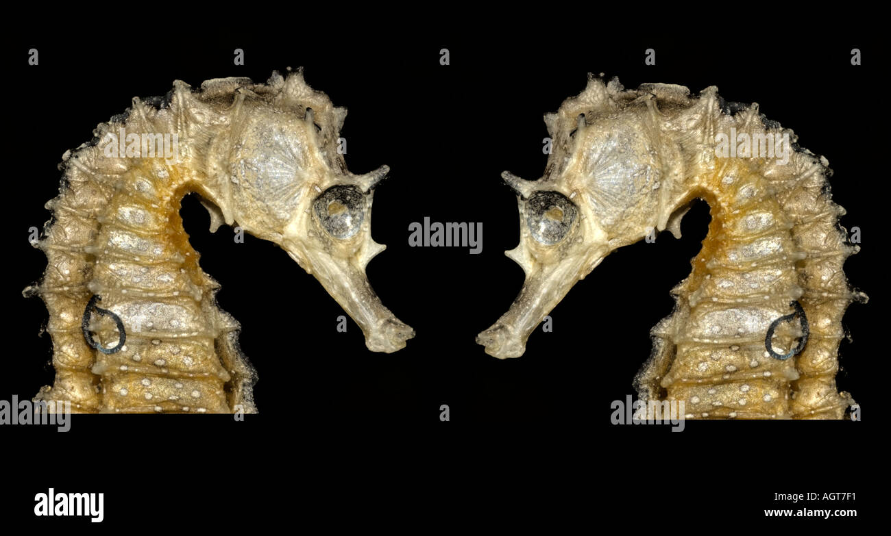 Graphic Illustration of a Seahorse (Hippocampus Stock Photo - Alamy