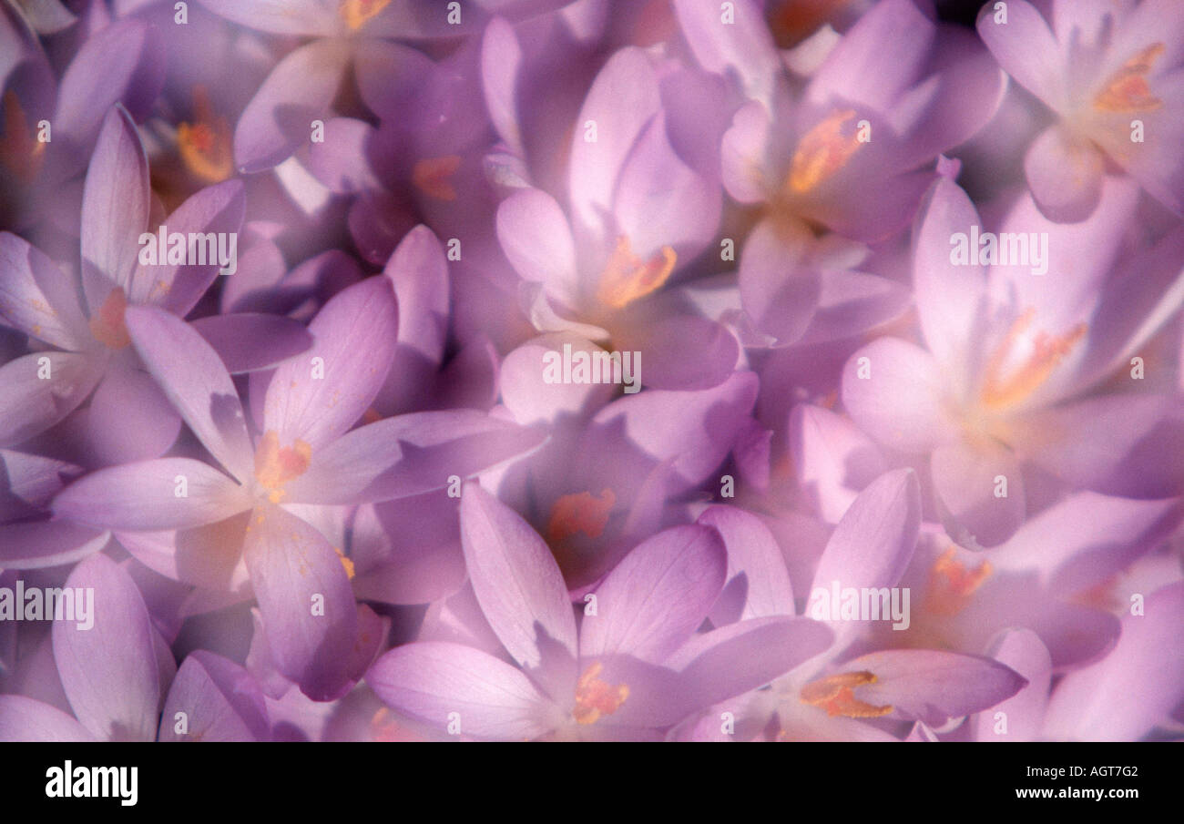 Crocus spec hi-res stock photography and images - Alamy