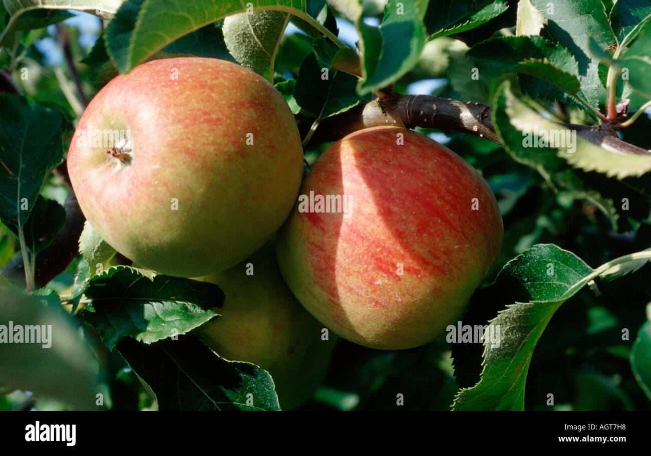 Apfel hi-res stock photography and images - Alamy