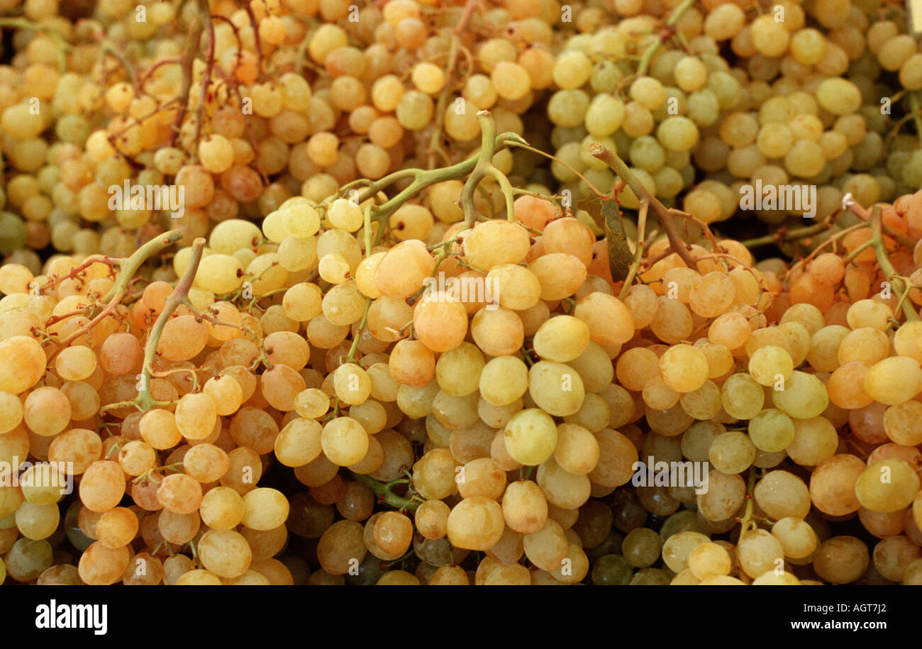 Bunch of Grapes Stock Photo - Alamy