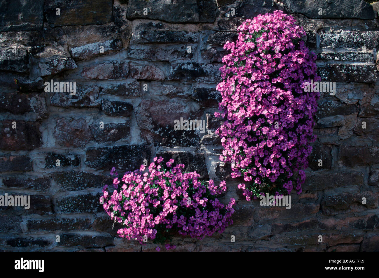 Rockcress violet hi-res stock photography and images - Alamy
