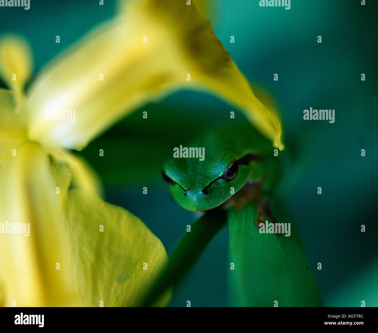 Common Tree Frog / Tree Toad Stock Photo - Alamy