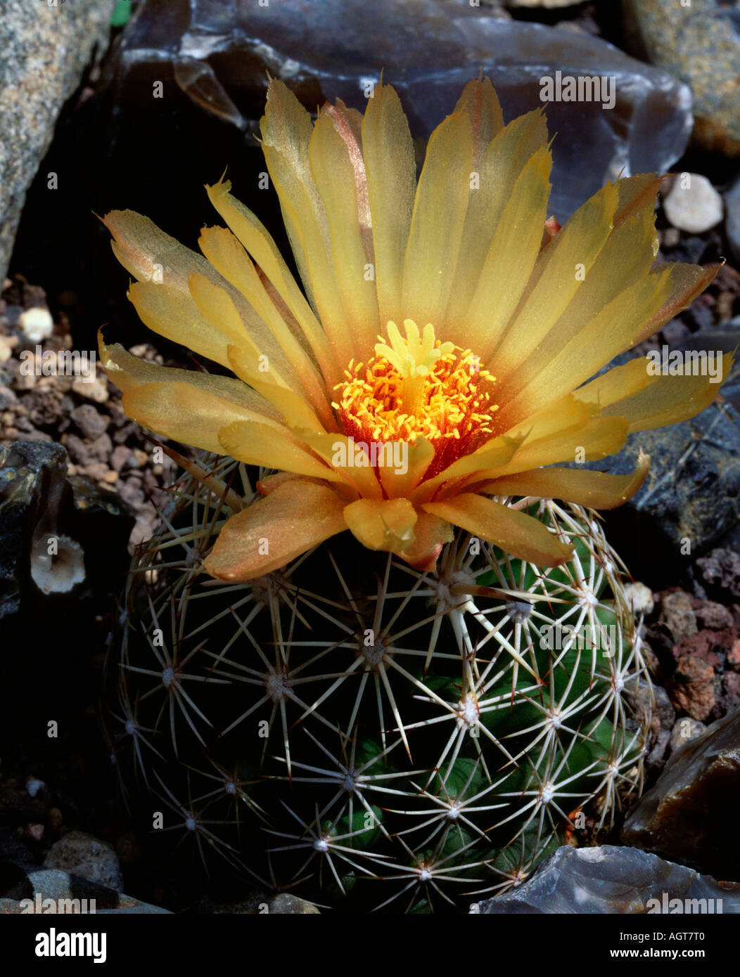Coryphantha sulcata hi-res stock photography and images - Alamy