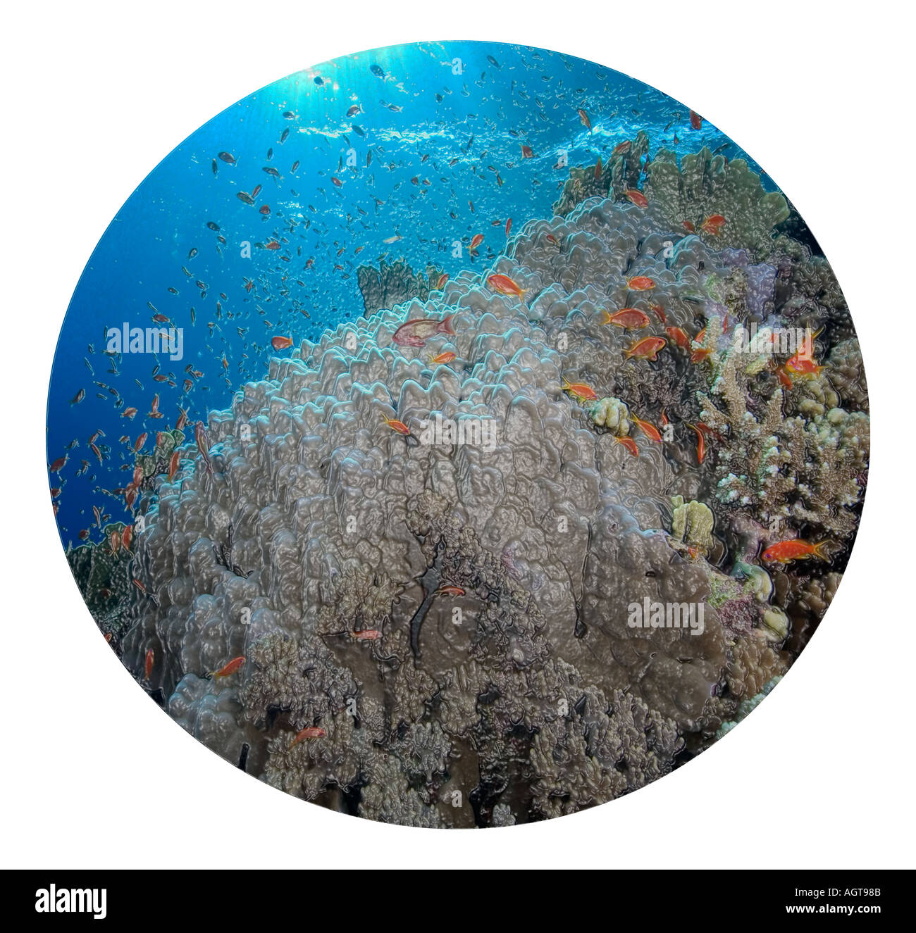 Coral Reef Abstract Representation Stock Photo - Alamy