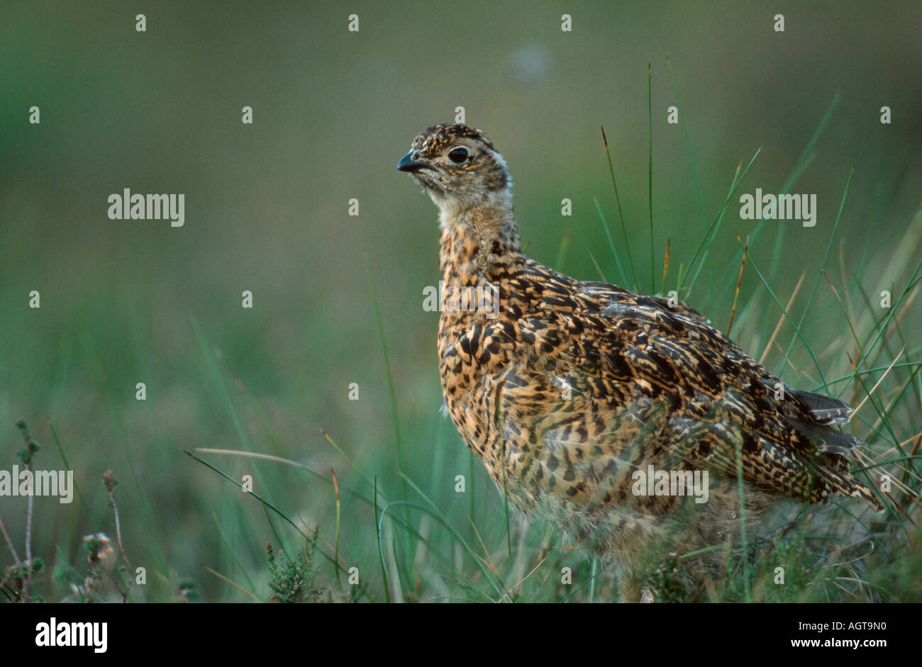 Young red grouse hi-res stock photography and images - Alamy
