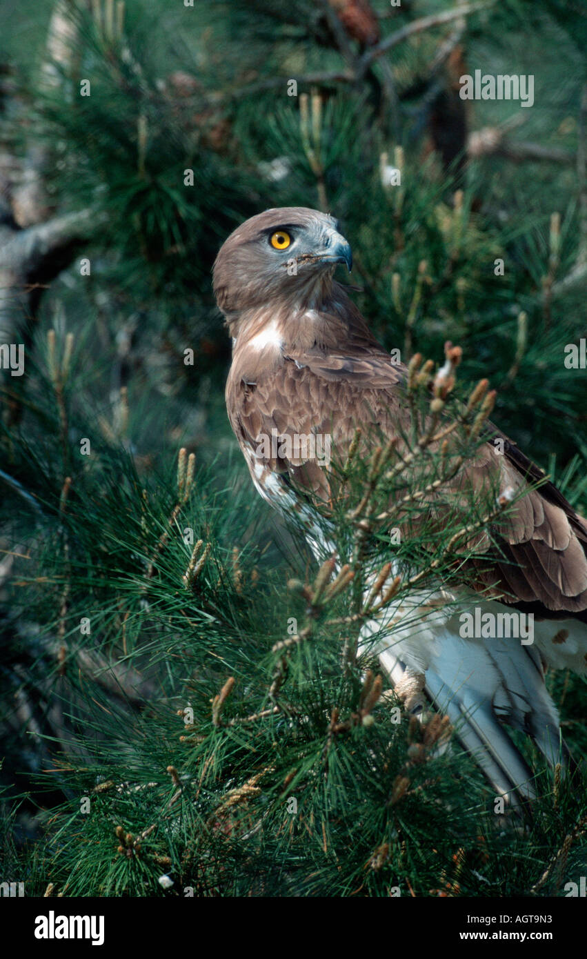 Booted eagle hieraaetus pennatus adult hi-res stock photography and ...