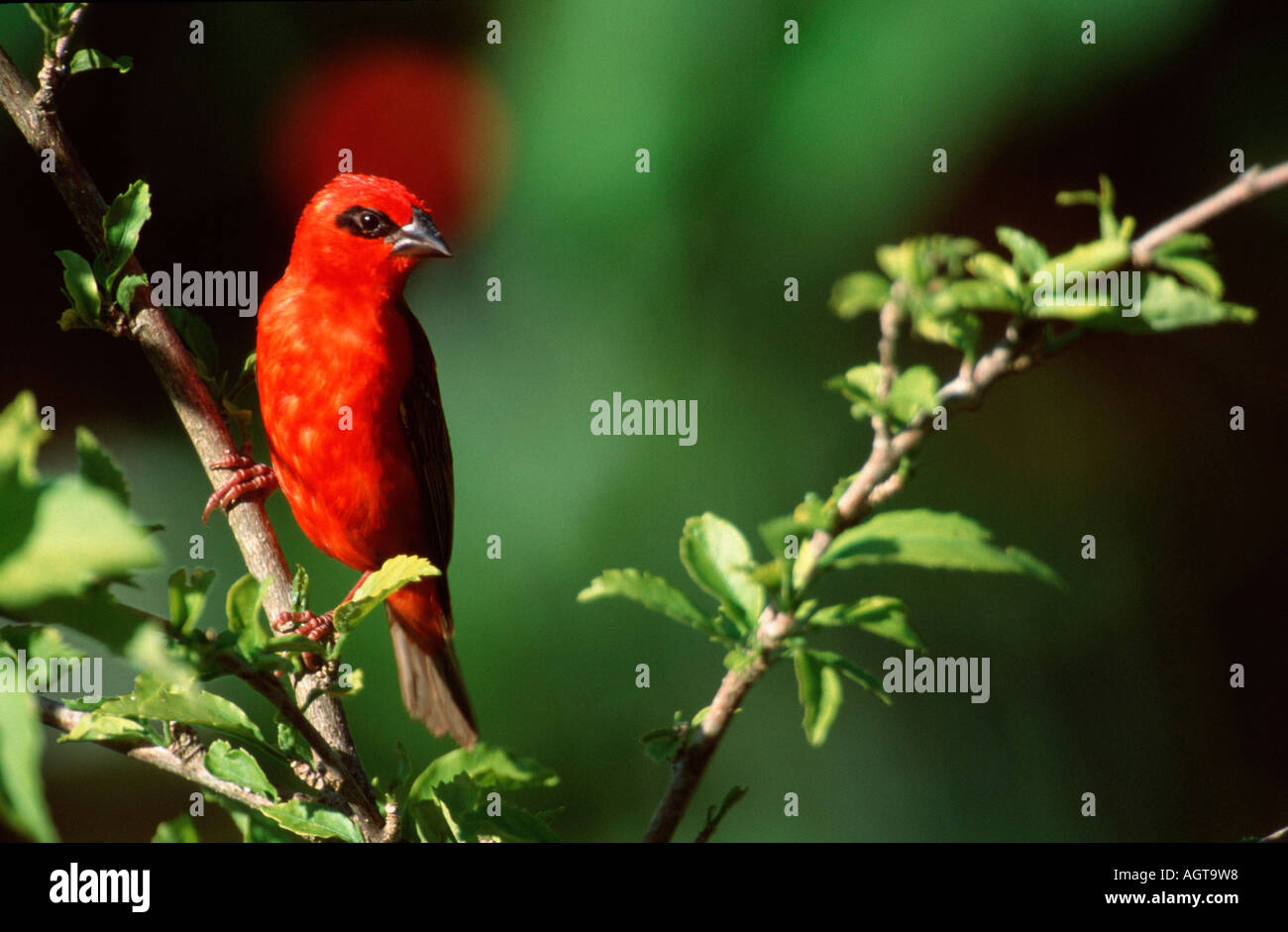 Madagascar Red Fody Stock Photo - Alamy