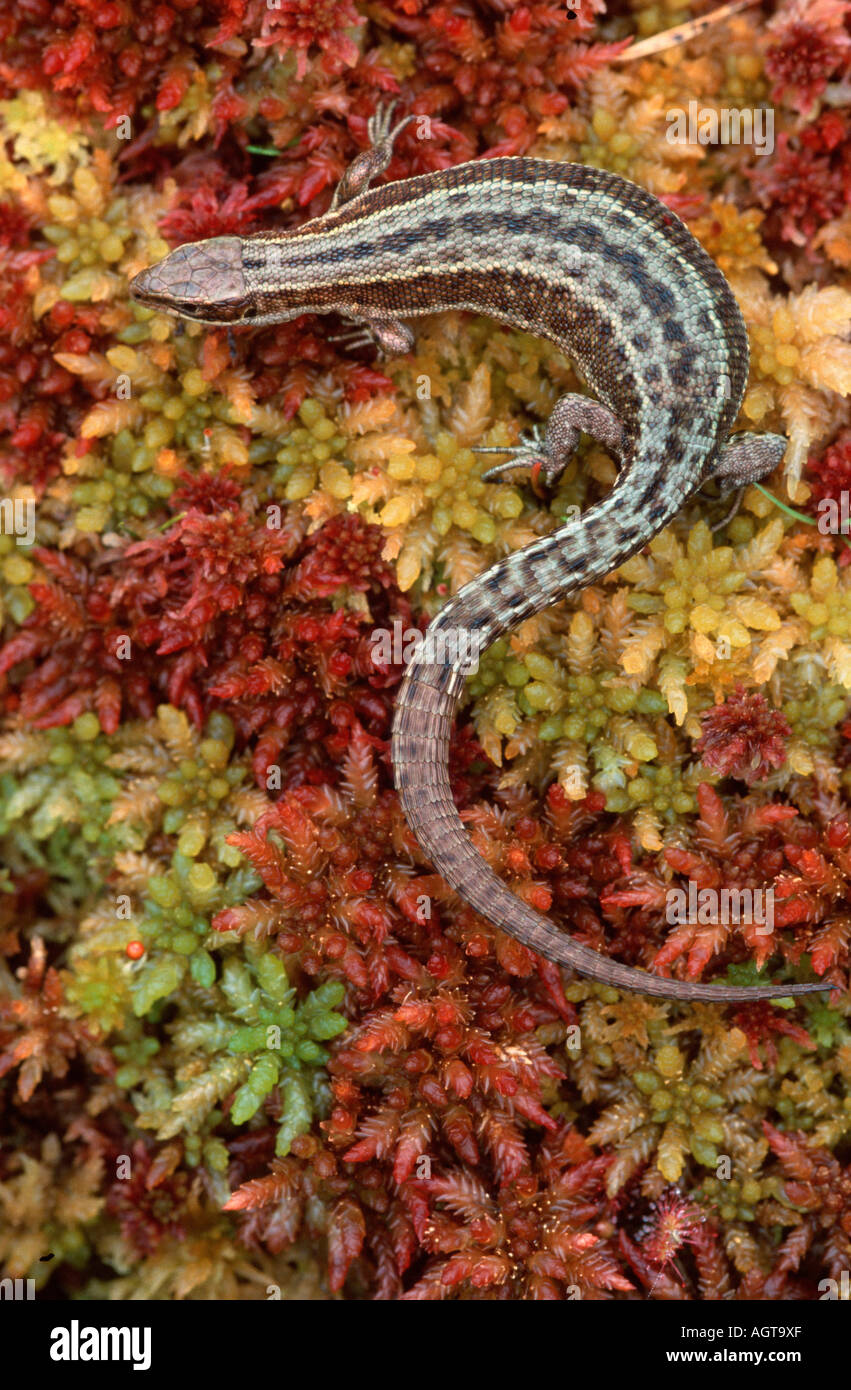 Common lizard scotland hi-res stock photography and images - Alamy