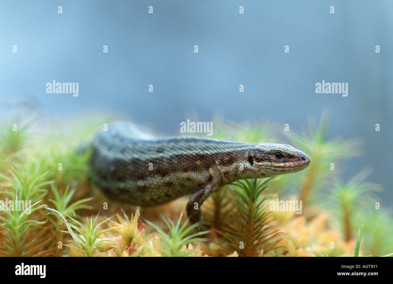 Common lizard scotland hi-res stock photography and images - Alamy