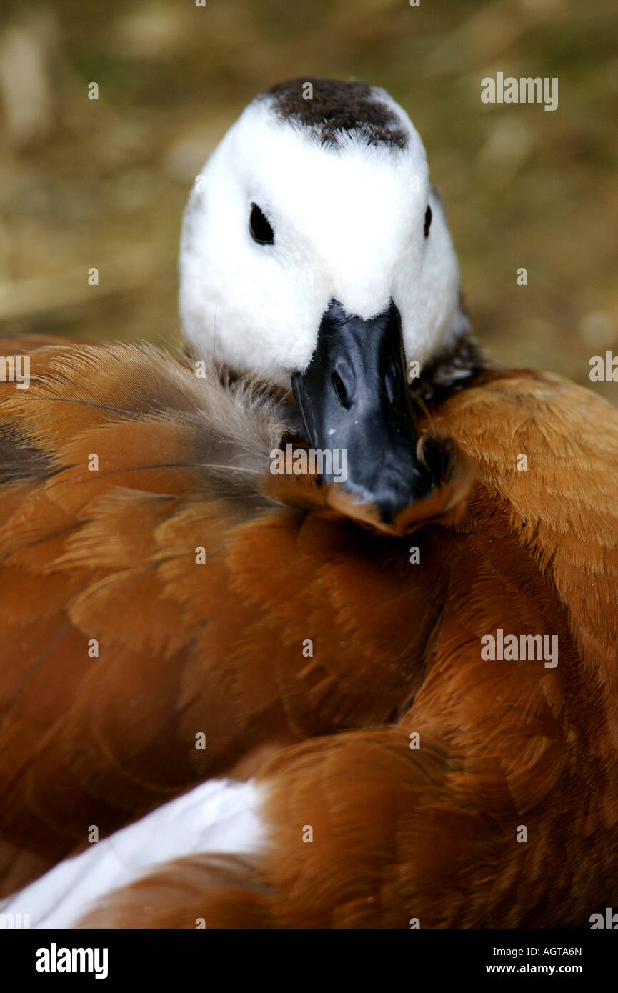 African shelducks hi-res stock photography and images - Alamy
