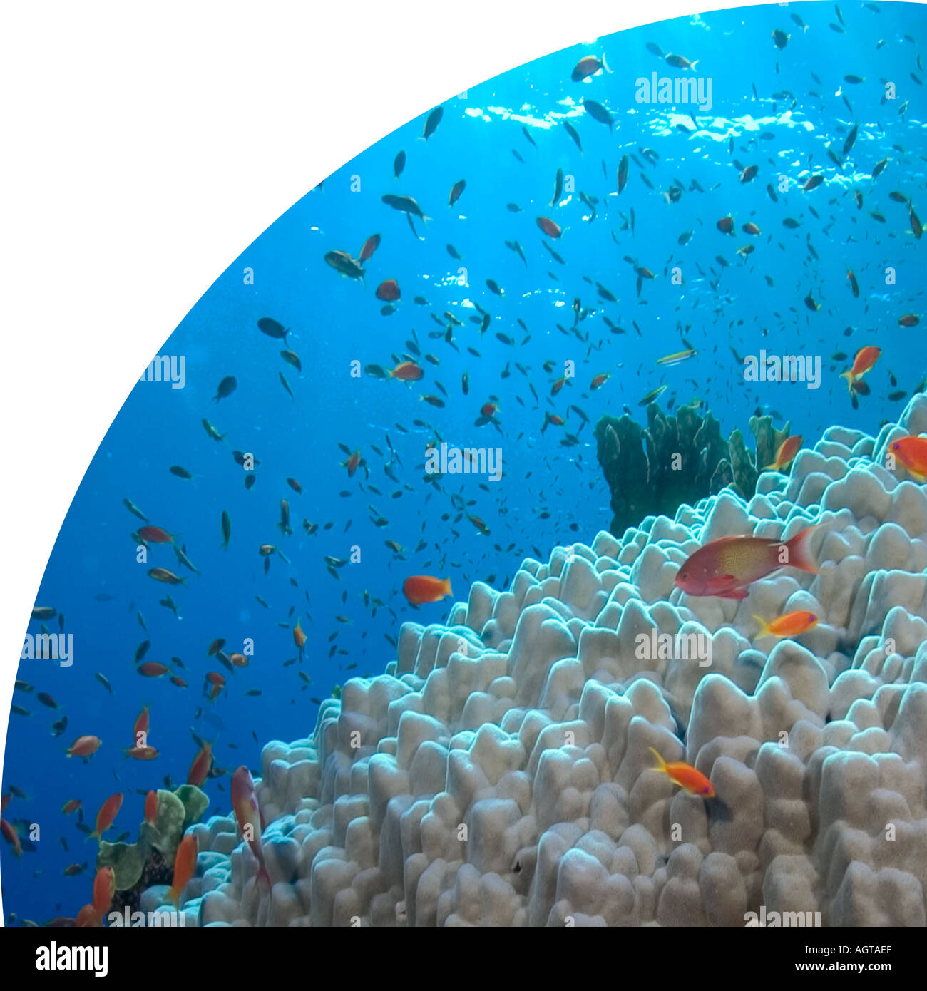 Graphic Interpretation of Coral Reef Stock Photo - Alamy
