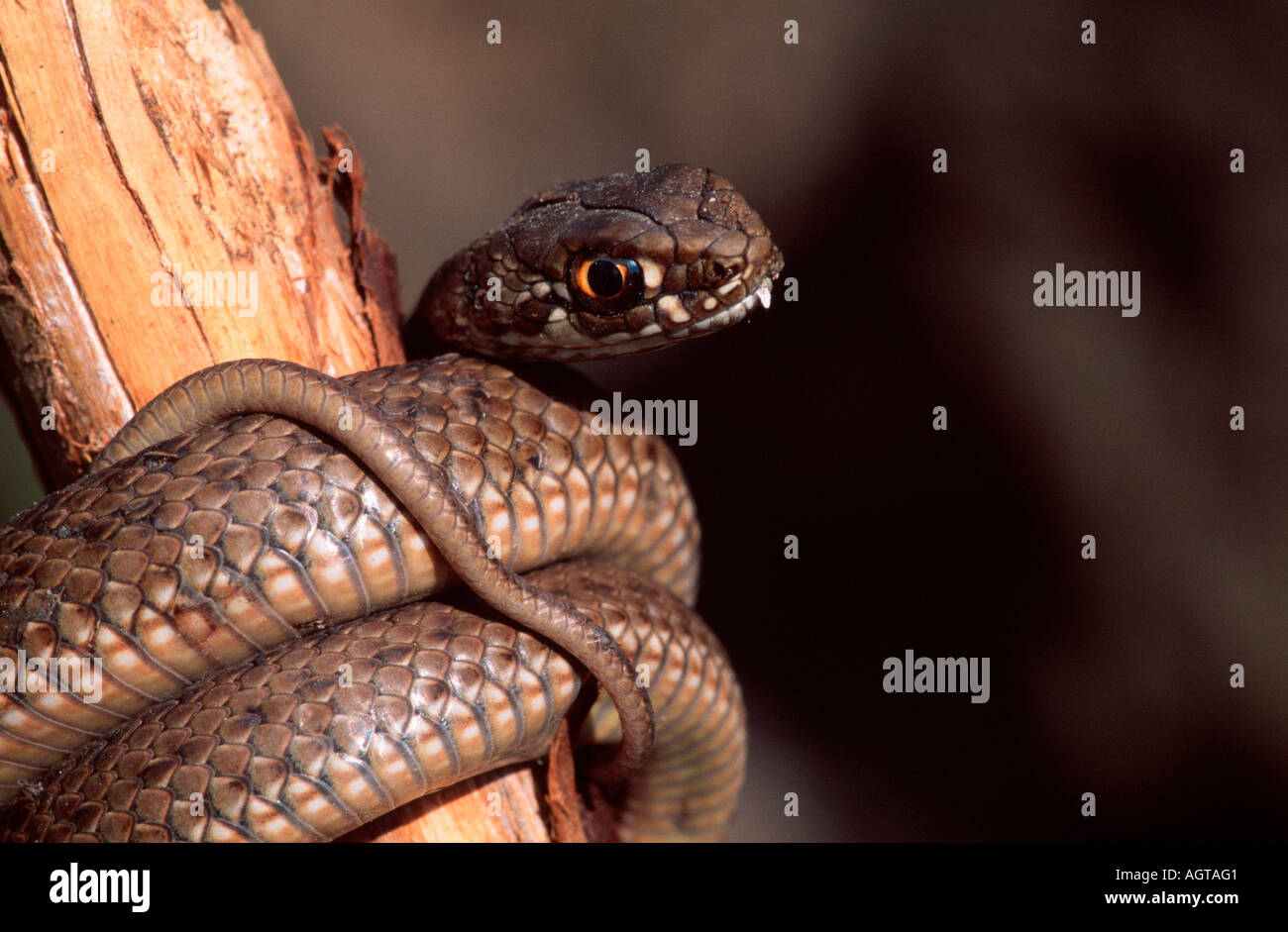 Montpellier snakes hi-res stock photography and images - Alamy