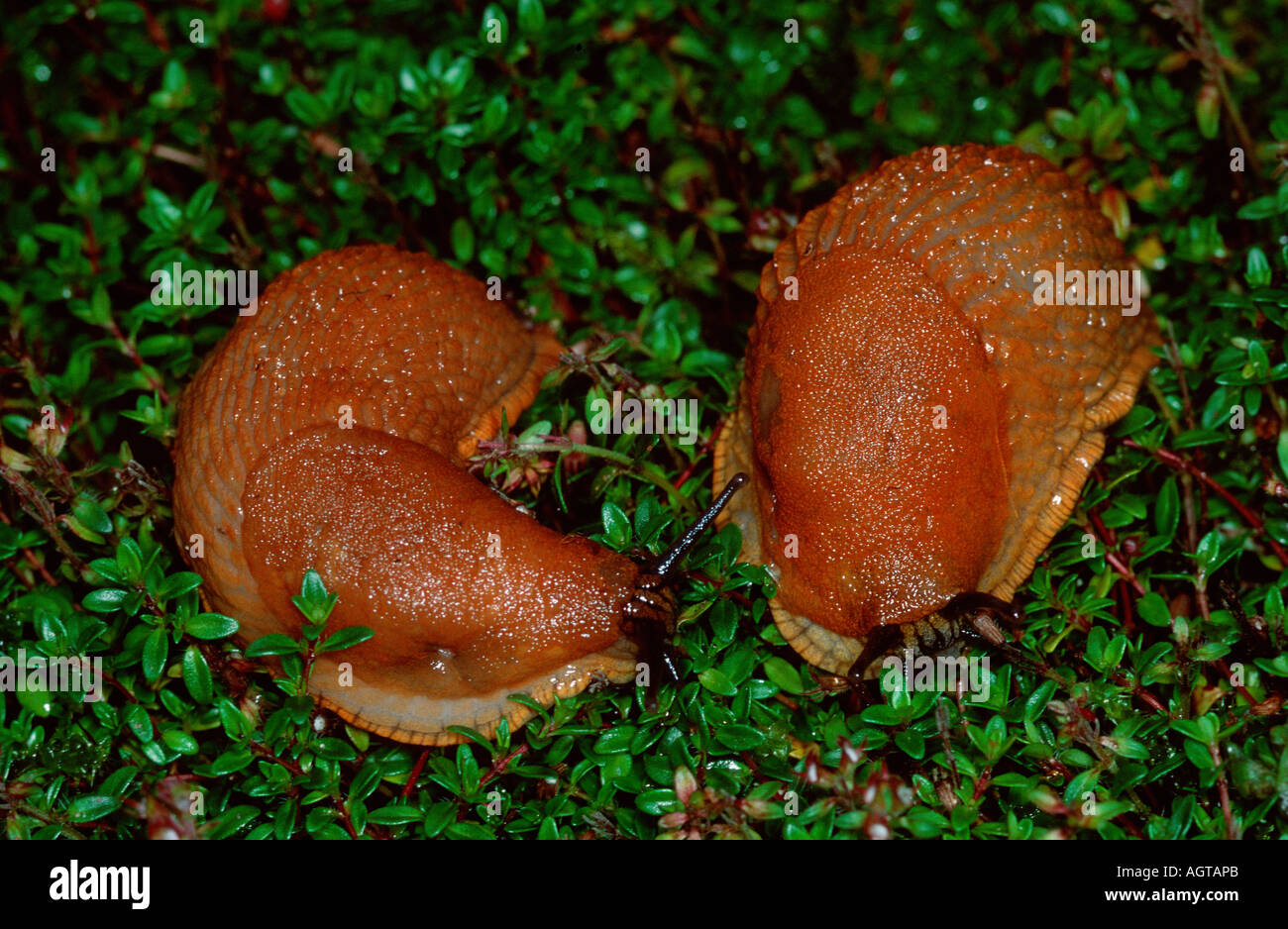 Large Red Slug / Greater Red Slug Stock Photo - Alamy