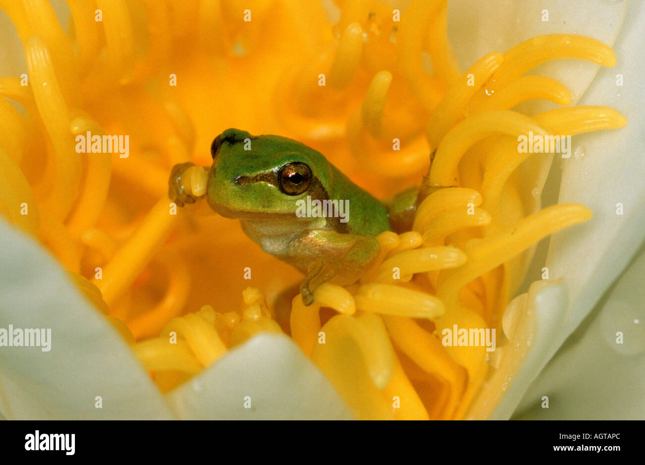 Common Tree Frog / Tree Toad Stock Photo - Alamy