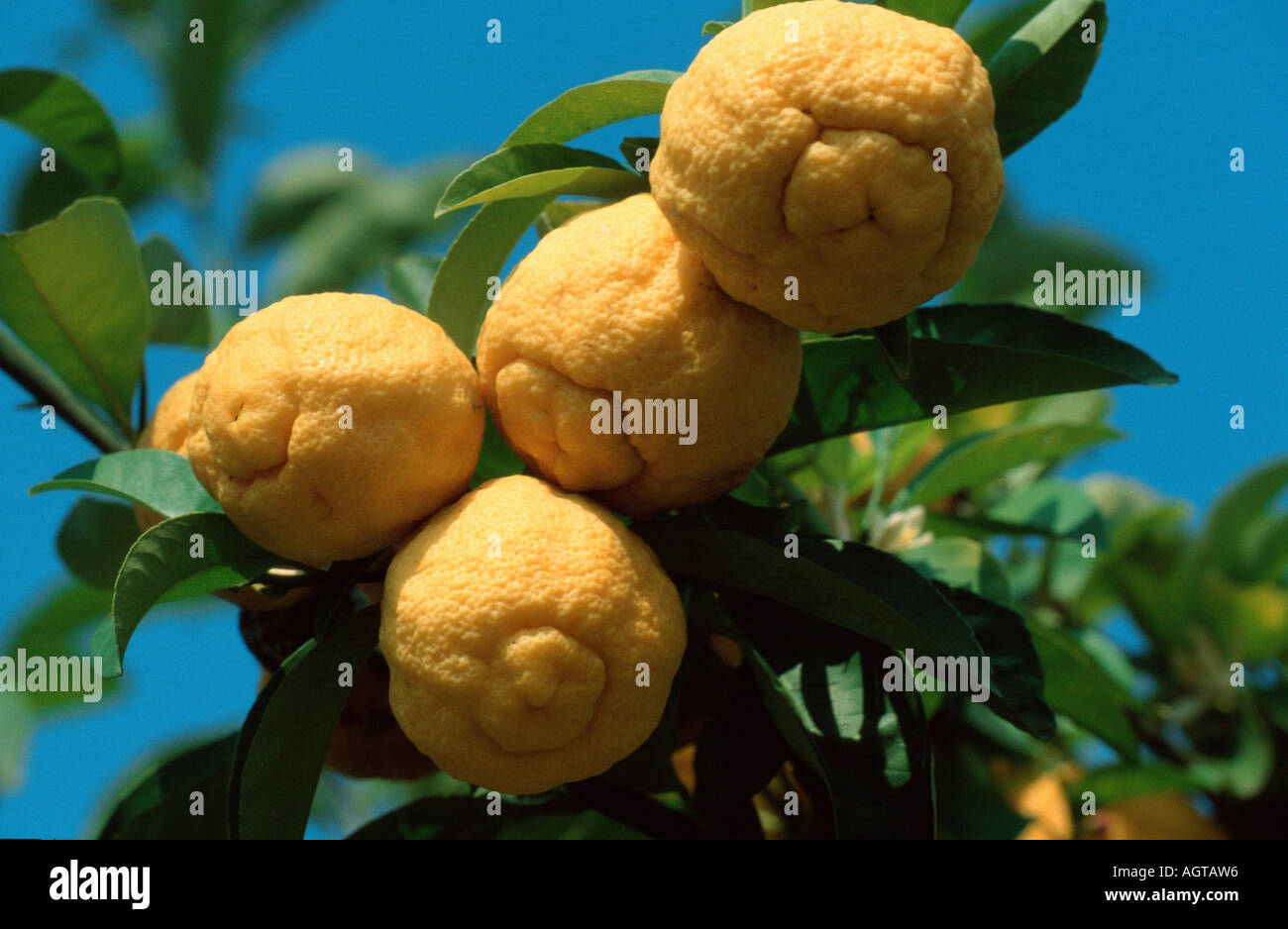 Rough lemon hi-res stock photography and images - Alamy