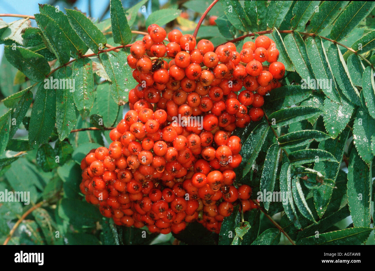 Rowan Ash / Mountain Ash Stock Photo - Alamy