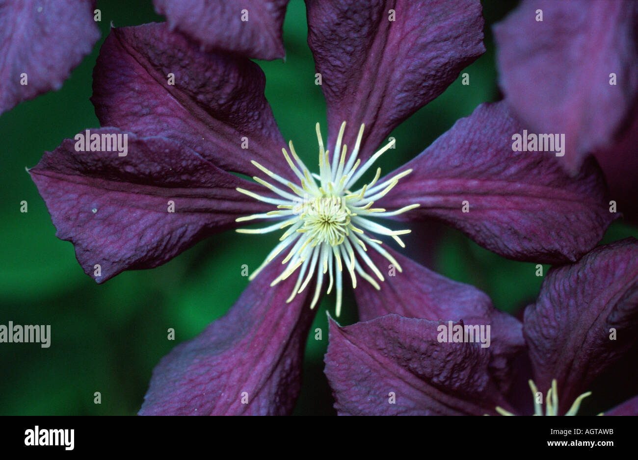 Clematis texensis hi-res stock photography and images - Alamy