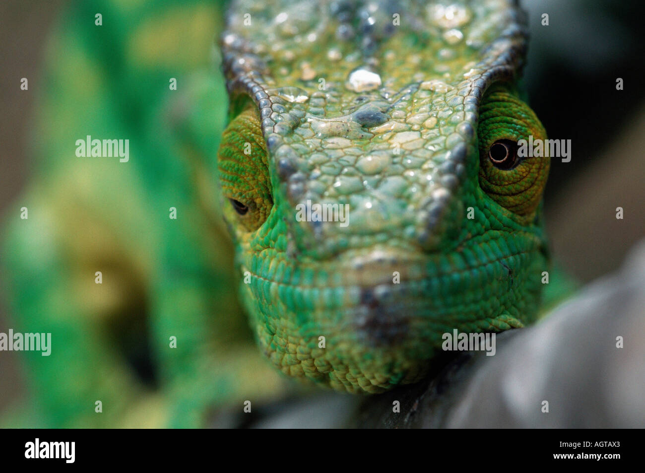 Chameleon front face hi-res stock photography and images - Alamy