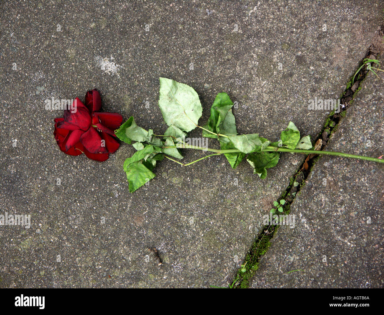 Broken rose hi-res stock photography and images - Alamy
