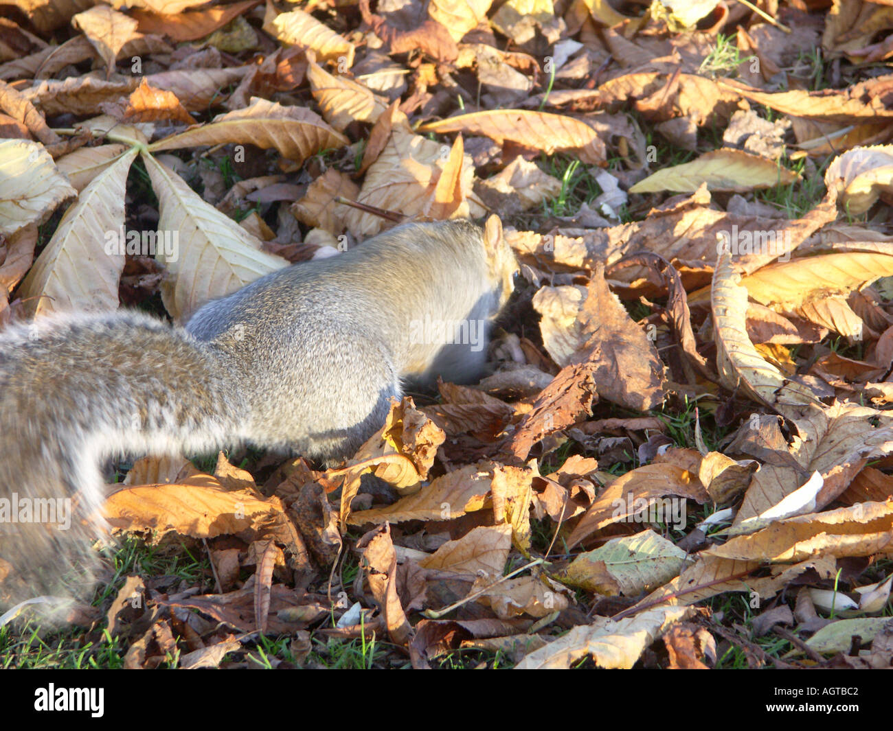 Squirrel storing food Stock Photo - Alamy