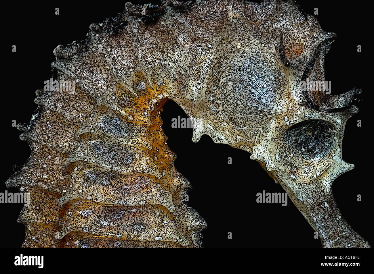 Graphic Illustration of a Seahorse (Hippocampus Stock Photo - Alamy