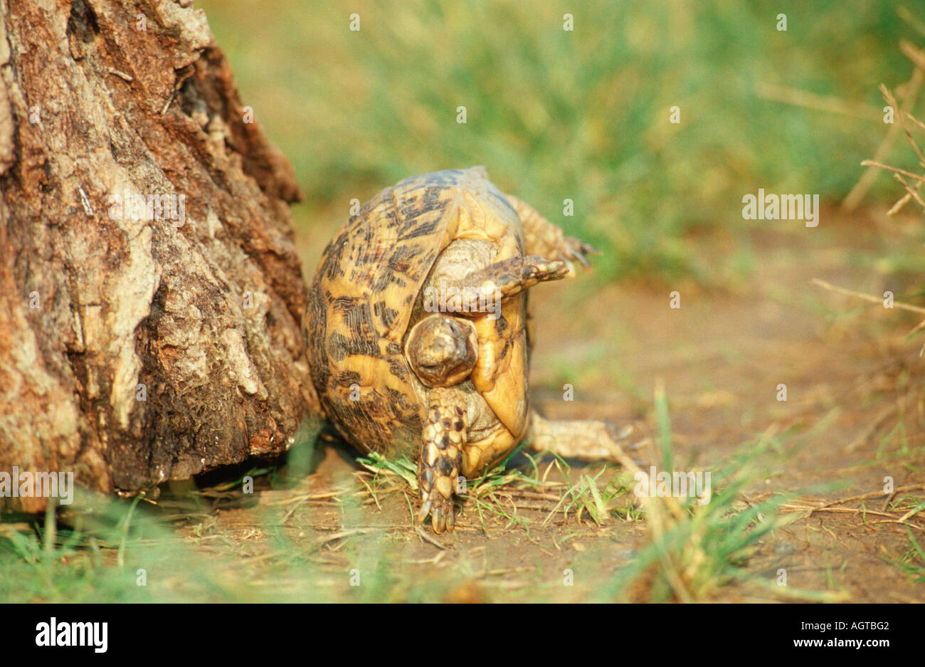 Back of tortoise hi-res stock photography and images - Alamy