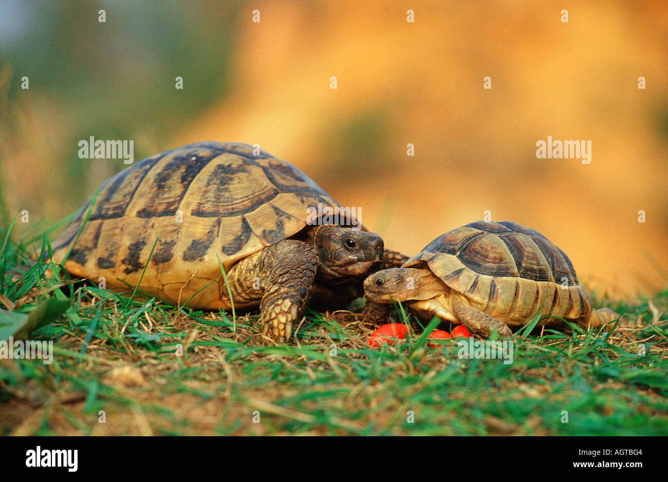 Greek Tortoise / Hermann's Tortoise Stock Photo - Alamy