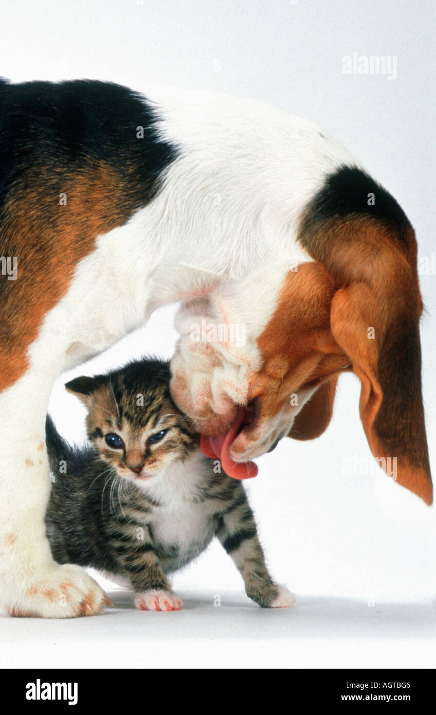 Beagle puppy and cat hi-res stock photography and images - Alamy