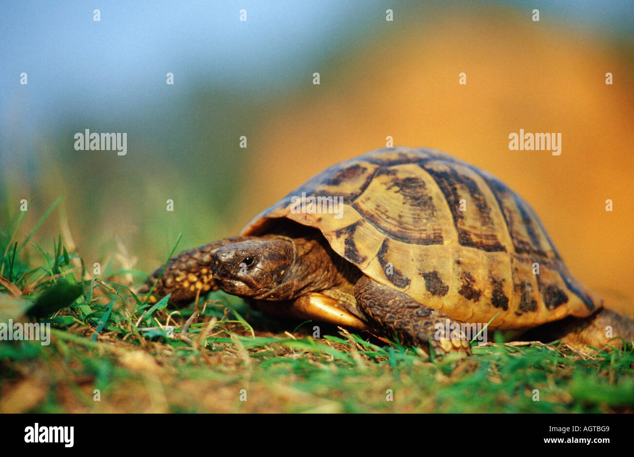 Greek Tortoise / Hermann's Tortoise Stock Photo - Alamy