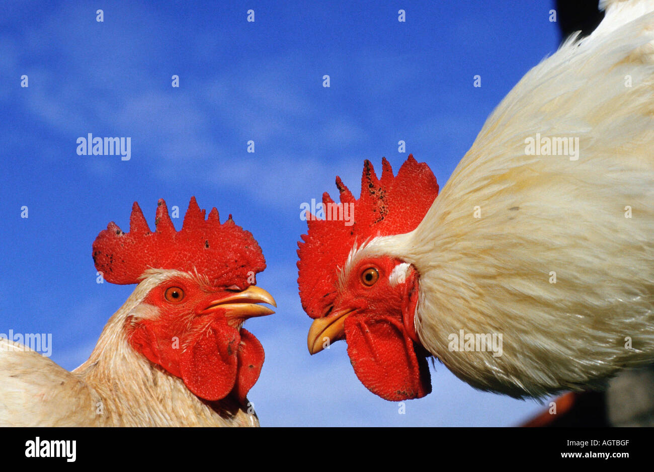 Domestic Fowl / Rooster/ Chicken Stock Photo - Alamy