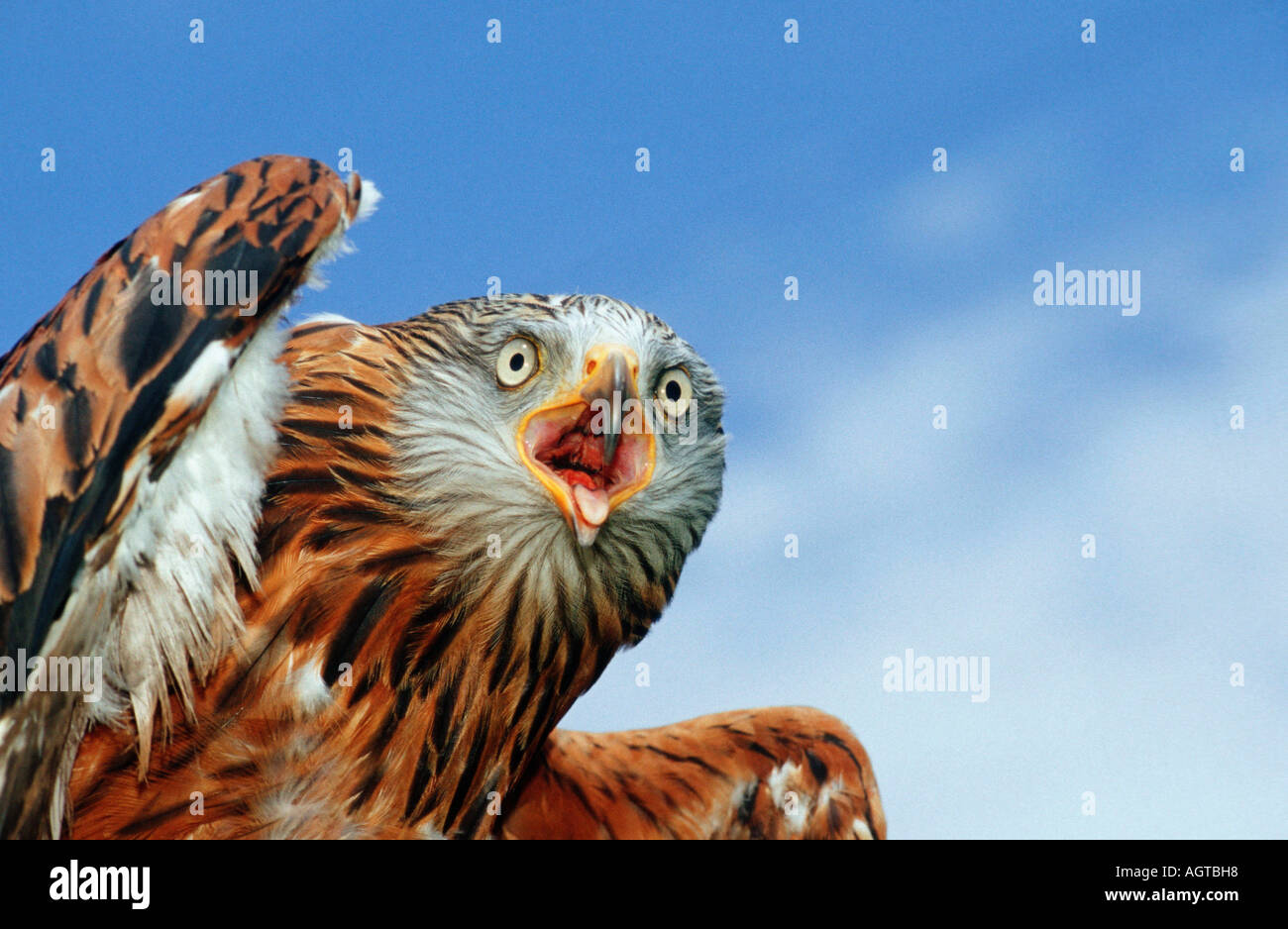 Portrait format red kite hi-res stock photography and images - Alamy