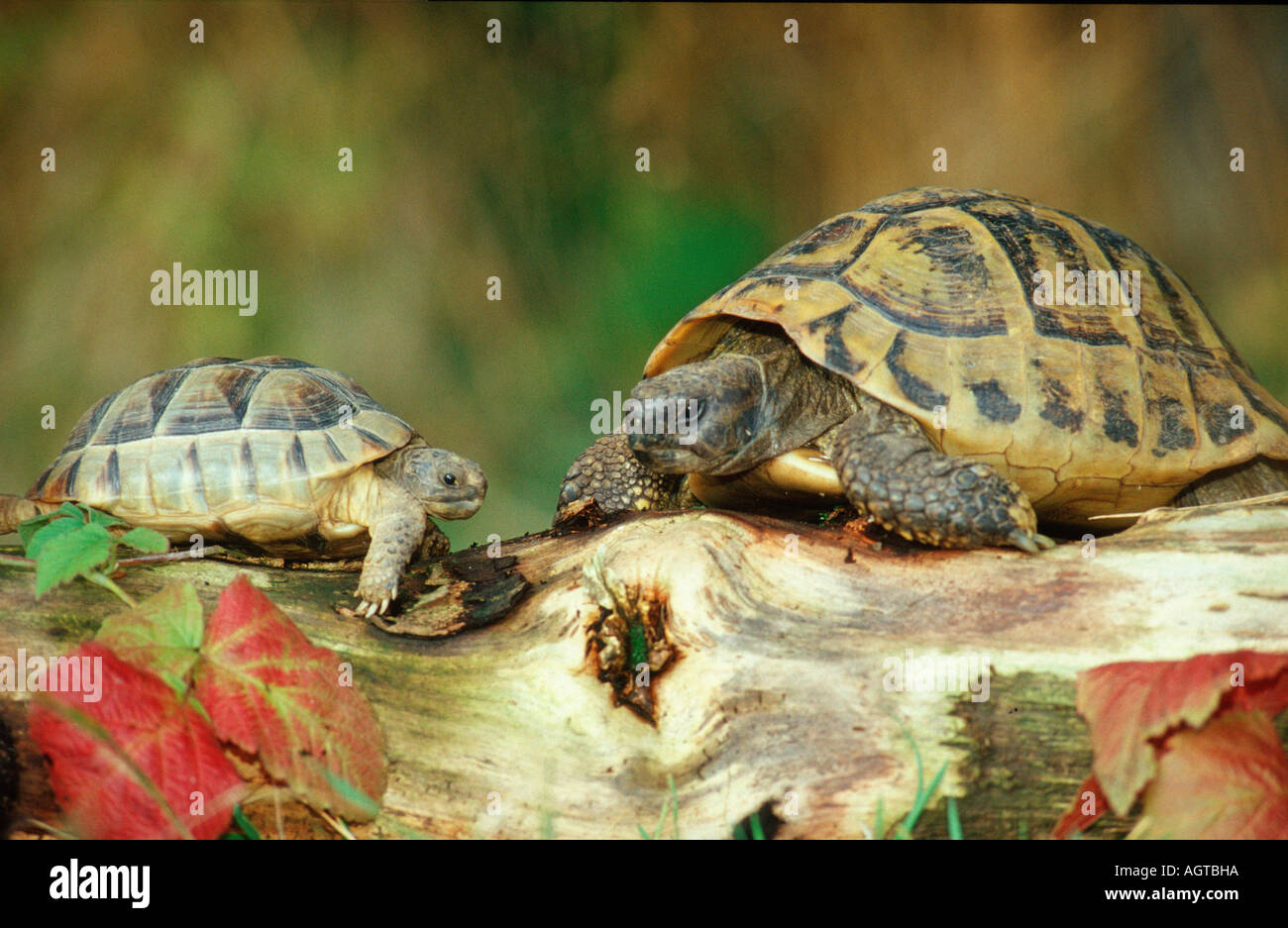 Greek Tortoise / Hermann's Tortoise Stock Photo - Alamy