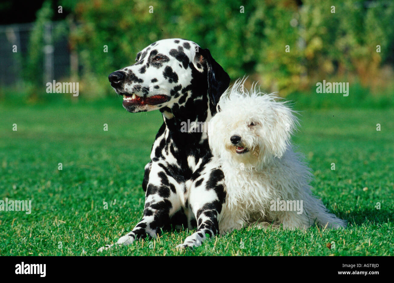 Pair Of Coton De Tulear Dogs High Resolution Stock Photography and ...