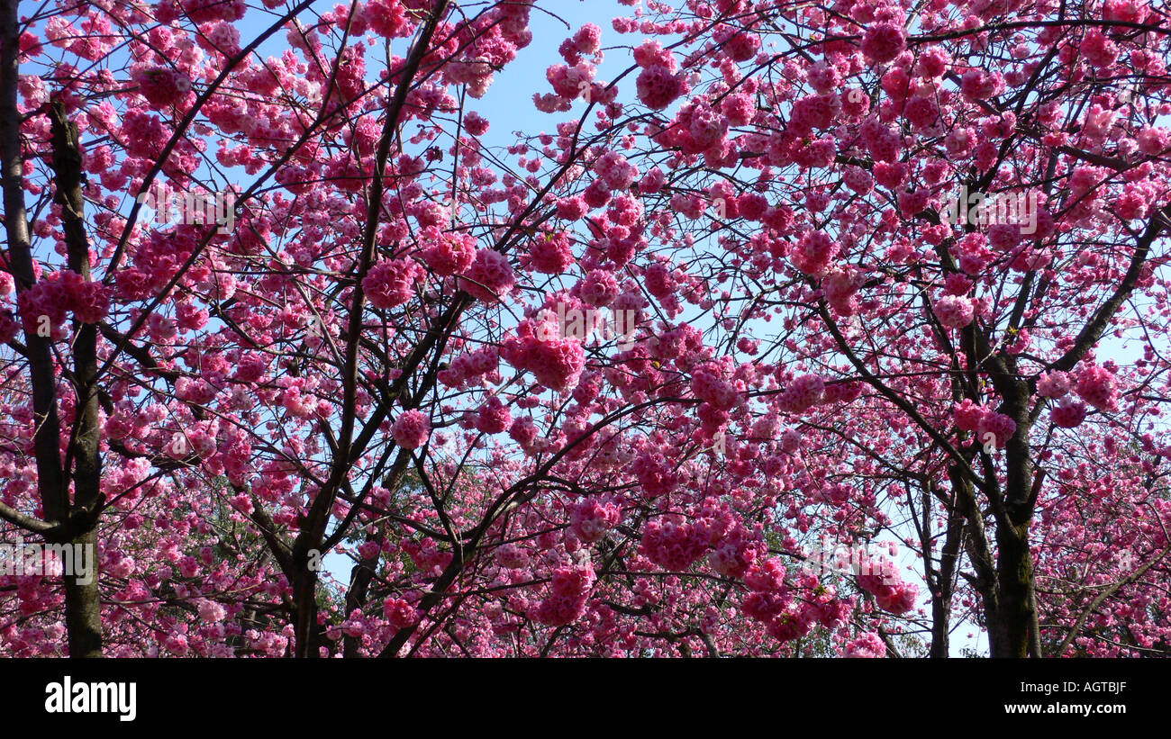 Cherry Blossom in Kunming, Yunnan, China Stock Photo - Alamy